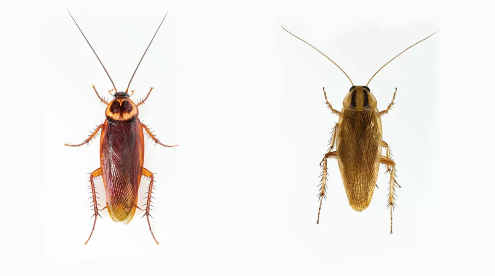 Comprehensive Guide to Cockroaches Control: Health Risks and Effective ...