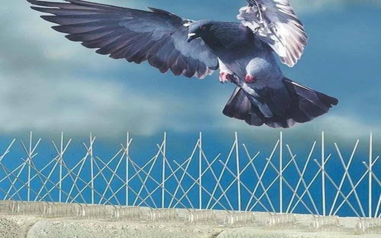 Available solutions for Bird and Pigeon Control 2024 - ريستارت
