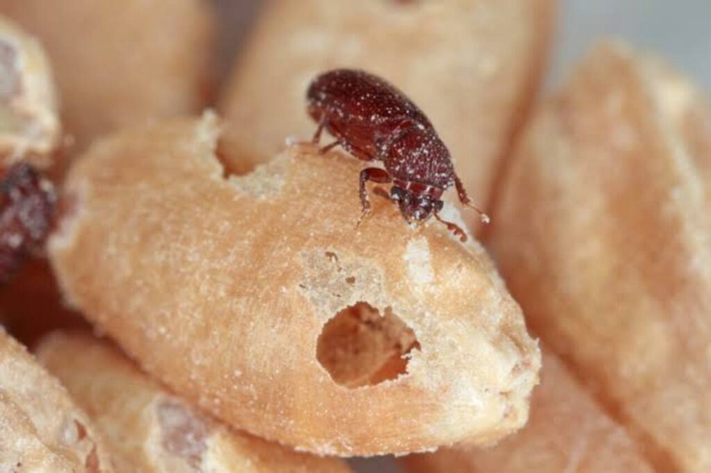 Prevention is the Key.. Stored grain pests identification and how to ...