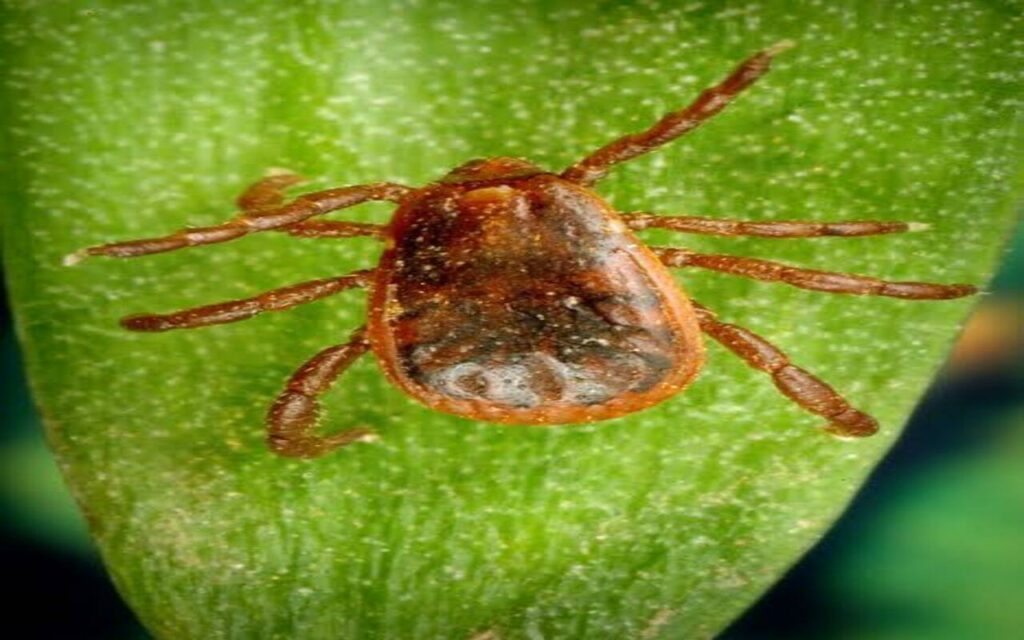 "The Silent Menace"... Soft-Bodied Ticks Identification and Prevention 2024/2025 - ريستارت
