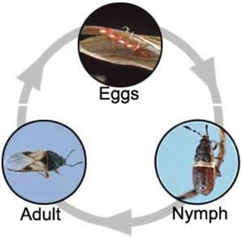 The Comprehensive Guide to Insect Metamorphosis for Pest Control ...