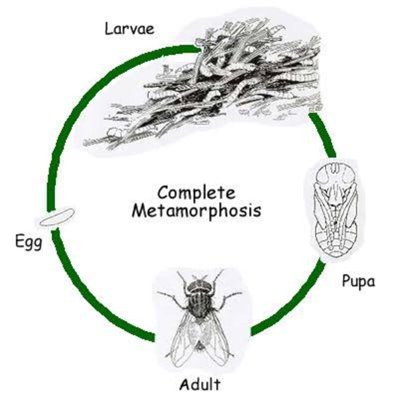 The Comprehensive Guide to Insect Metamorphosis for Pest Control ...