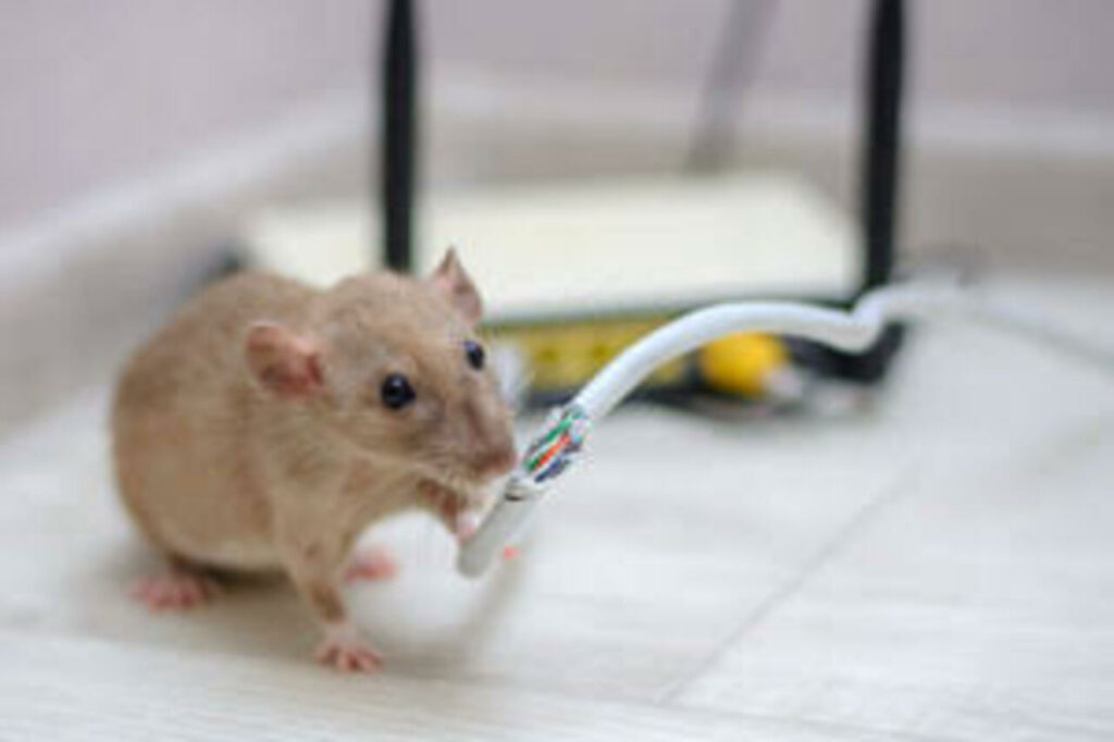 Safeguard Your Space.. Effective Rodent Control Solutions for Homes and ...