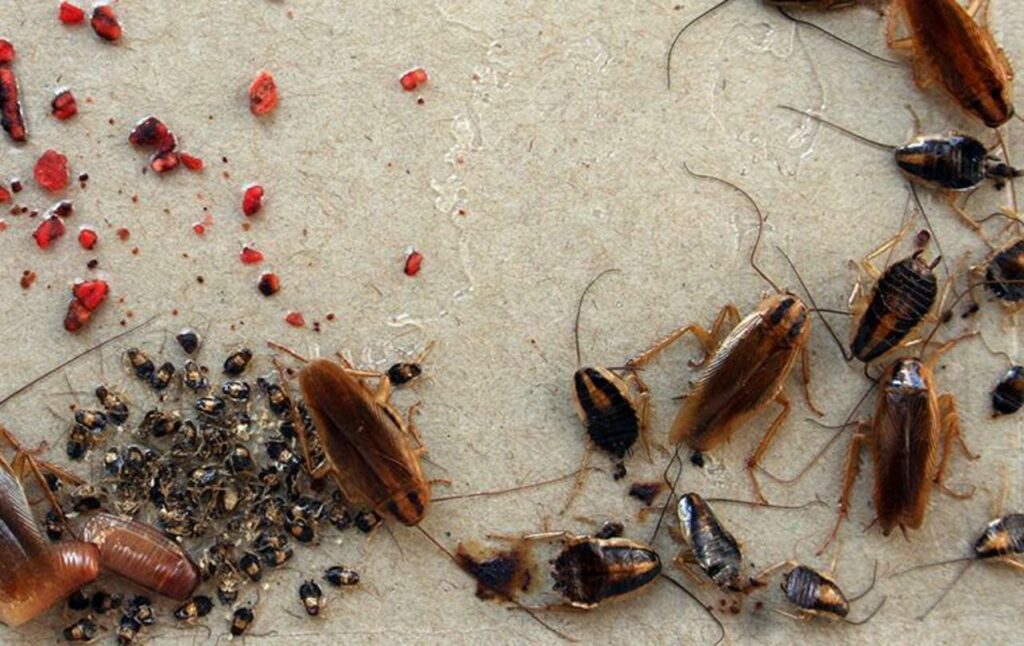 Signs of a Cockroach Infestation in Your Dubai Home: What to Look For ...