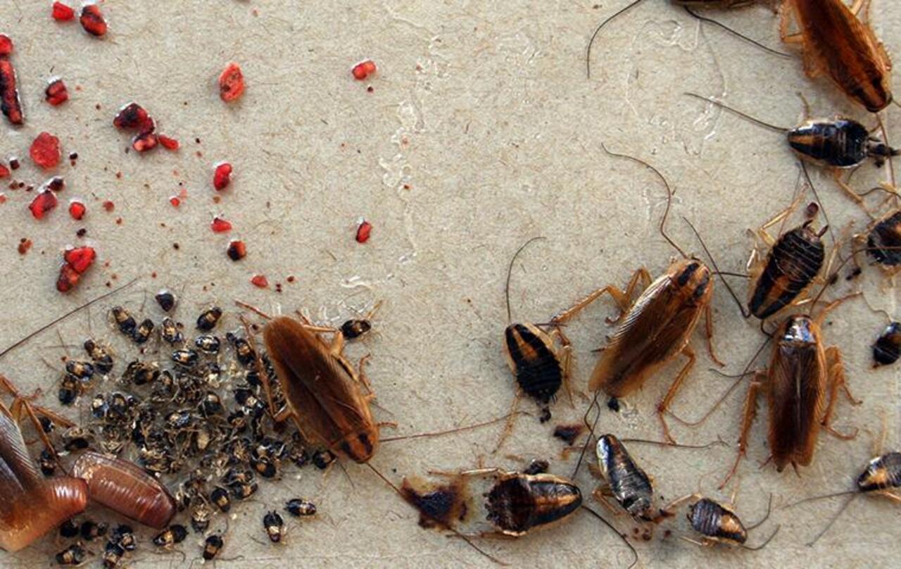 Signs of a Cockroach Infestation in Your Dubai Home: What to Look For ...